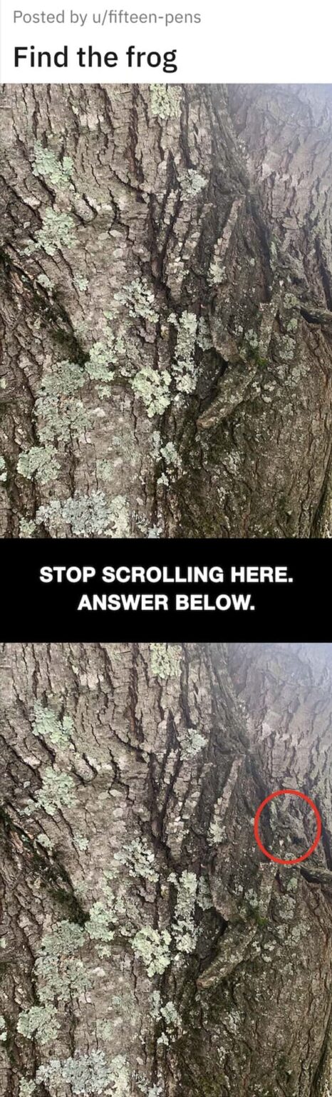 18 Astonishing Photos Of Animals Hidden In Plain Sight
