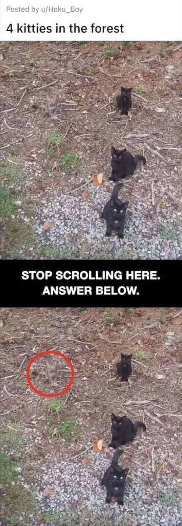 18 Astonishing Photos Of Animals Hidden In Plain Sight