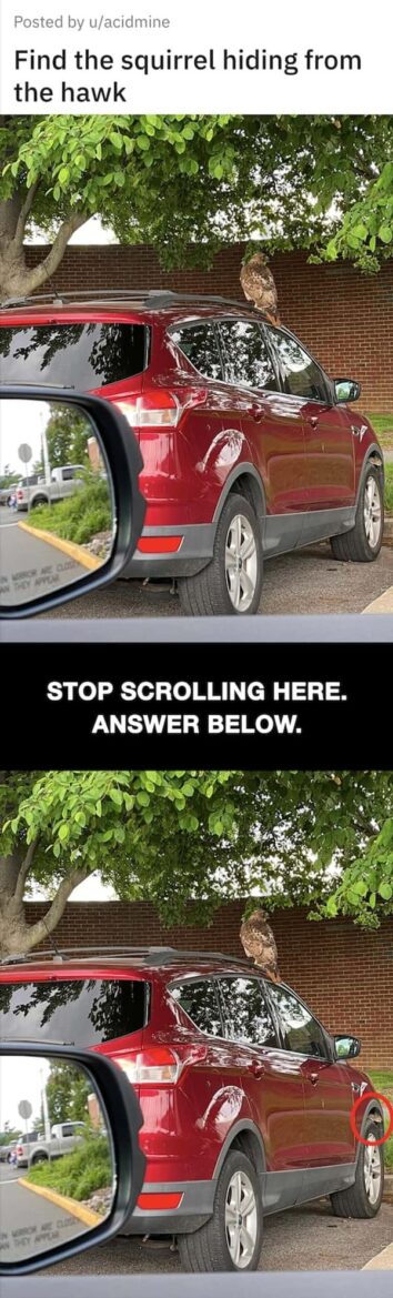 18 Astonishing Photos Of Animals Hidden In Plain Sight