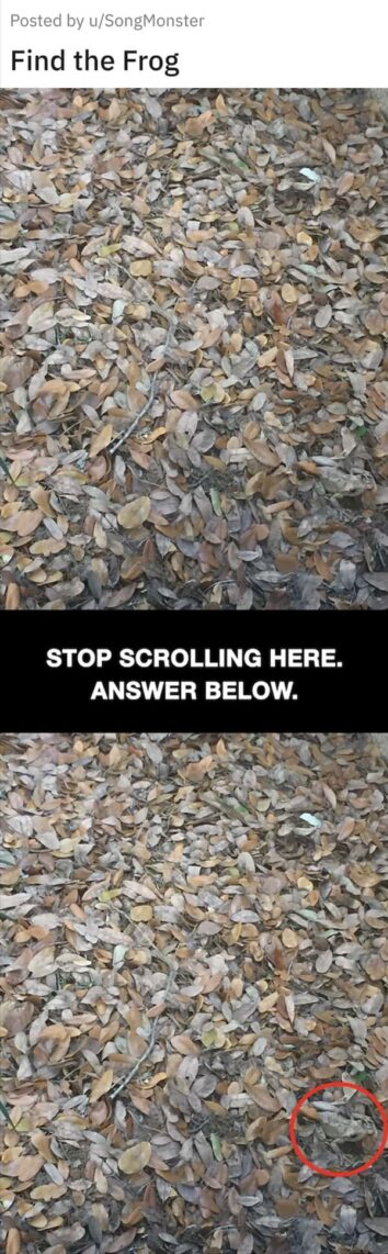 18 Astonishing Photos Of Animals Hidden In Plain Sight