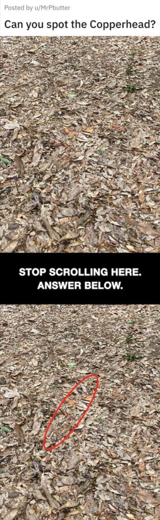 18 Astonishing Photos Of Animals Hidden In Plain Sight