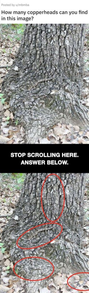 18 Astonishing Photos Of Animals Hidden In Plain Sight