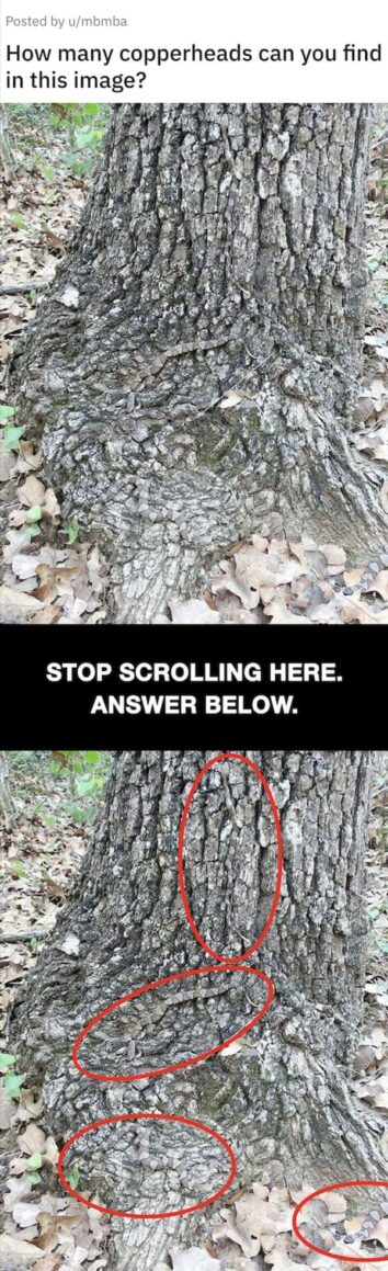 18 Astonishing Photos Of Animals Hidden In Plain Sight