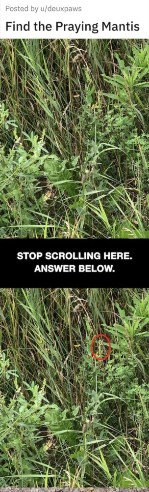 18 Astonishing Photos Of Animals Hidden In Plain Sight