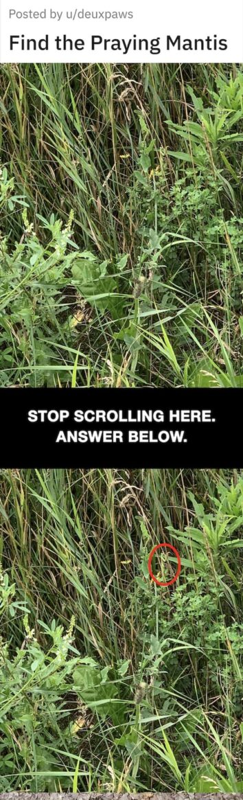 18 Astonishing Photos Of Animals Hidden In Plain Sight