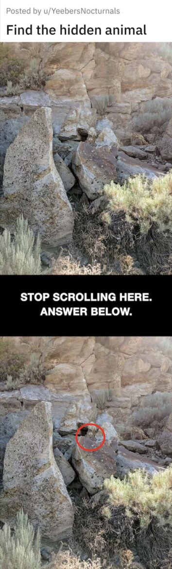 18 Astonishing Photos Of Animals Hidden In Plain Sight