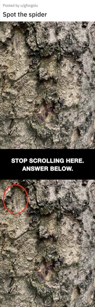 18 Astonishing Photos Of Animals Hidden In Plain Sight