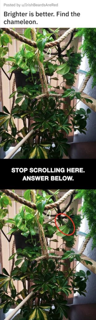 18 Astonishing Photos Of Animals Hidden In Plain Sight