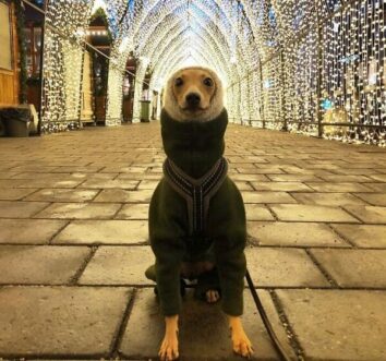 50 Festive Christmas Pups Who Are (Mostly) On Santa's Nice List