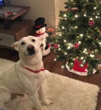 50 Festive Christmas Pups Who Are (Mostly) On Santa's Nice List