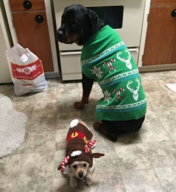 50 Festive Christmas Pups Who Are (Mostly) On Santa's Nice List