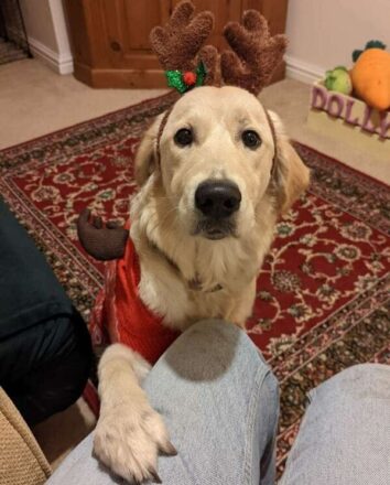 50 Festive Christmas Pups Who Are (Mostly) On Santa's Nice List