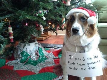 50 Festive Christmas Pups Who Are (Mostly) On Santa's Nice List