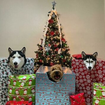 50 Festive Christmas Pups Who Are (Mostly) On Santa's Nice List
