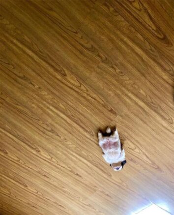 22 "Dog Balloons" That Got Stuck To The Ceiling, If You Know What We ...