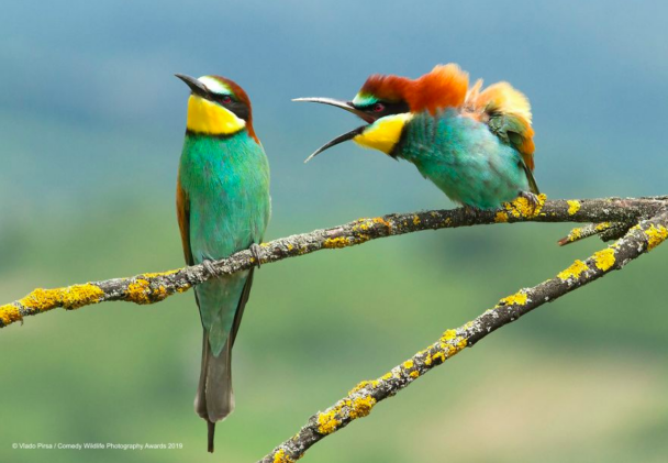 50 Funniest Animal Pictures Submitted To The Comedy Wildlife Awards