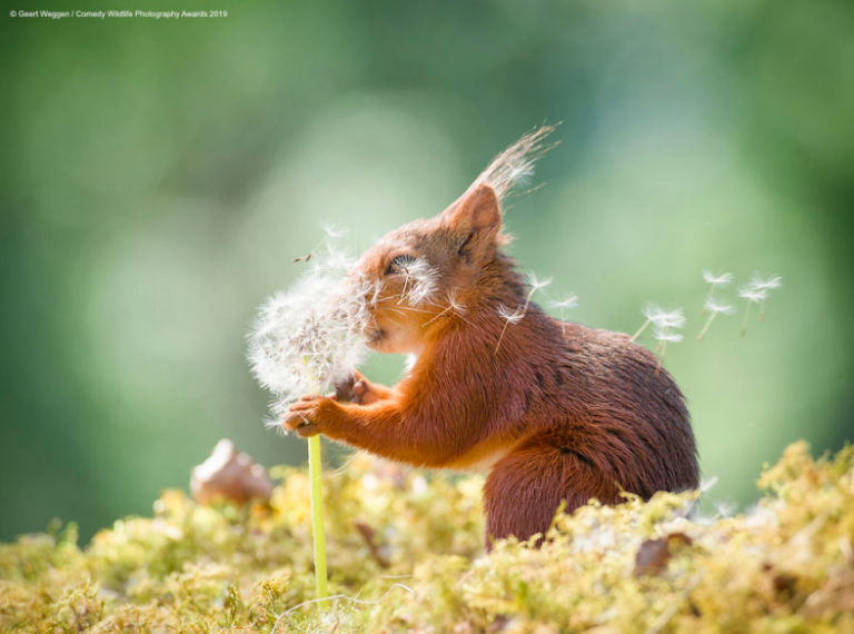 50 Funniest Animal Pictures Submitted To The Comedy Wildlife Awards