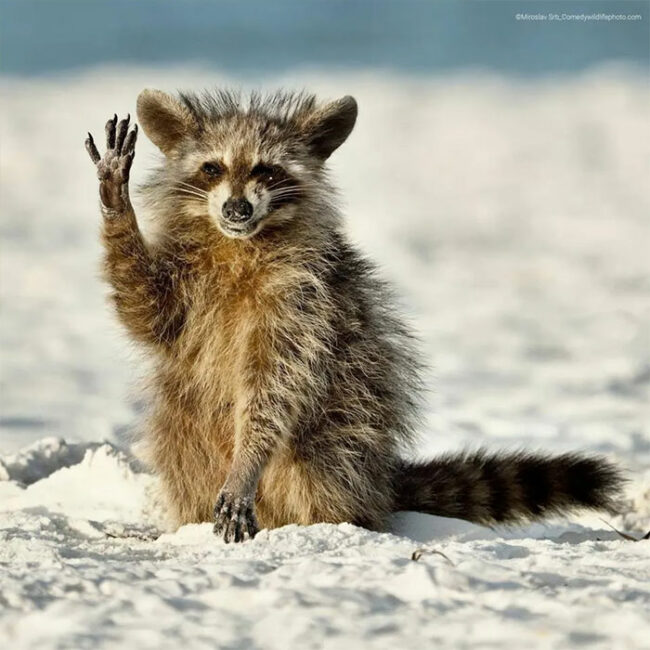 50 Funniest Animal Pictures Submitted To The Comedy Wildlife Awards
