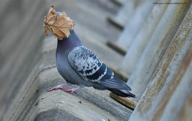 50 Funniest Animal Pictures Submitted To The Comedy Wildlife Awards