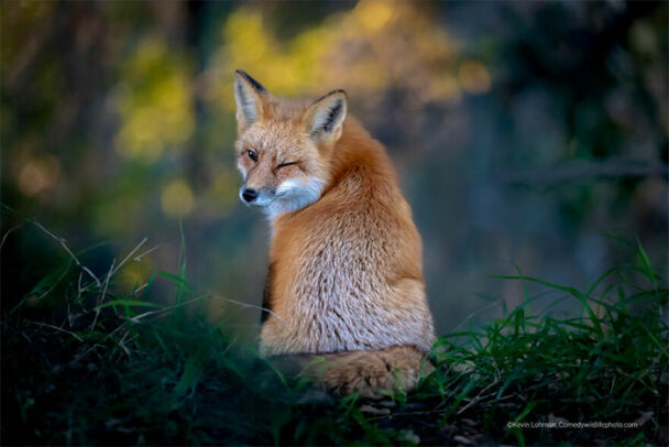 50 Funniest Animal Pictures Submitted To The Comedy Wildlife Awards