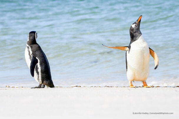 50 Funniest Animal Pictures Submitted To The Comedy Wildlife Awards