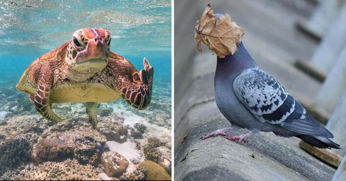 50 Funniest Animal Pictures Submitted To The Comedy Wildlife Awards