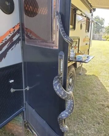 50 People Who Stumbled Upon The Scariest Animals In Australia, The Land ...