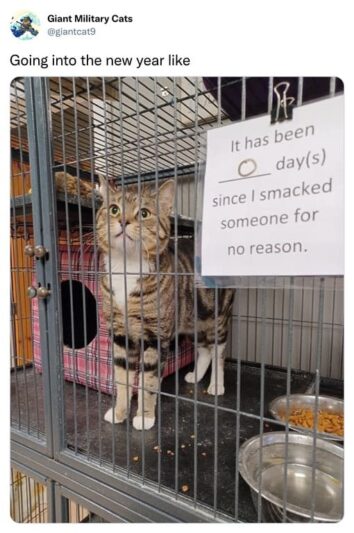 30 Funny Cat Tweets That'll Bring Some Joy To Your Timeline