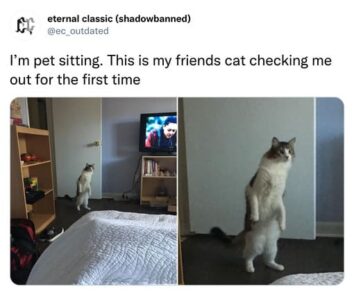 30 Funny Cat Tweets That'll Bring Some Joy To Your Timeline