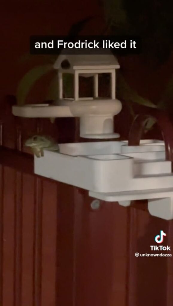 TikToker Goes Viral After Building Elaborate Frog House Complete With A ...