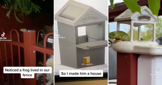 TikToker Goes Viral After Building Elaborate Frog House Complete With A ...