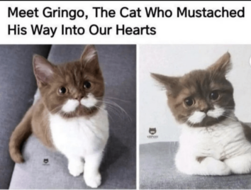 25 Animal Memes That May Have Actually Gone Too Far This Week
