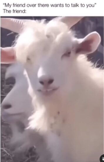 40 Unhinged Animal Memes That Took Us For A Wild Ride This Week