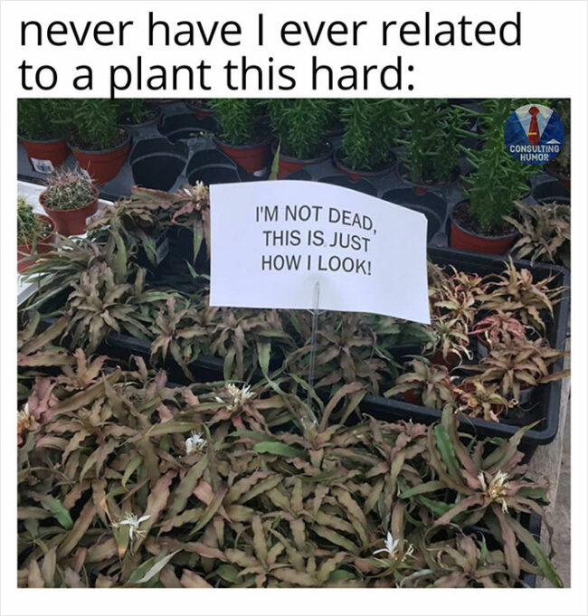 50 Dark Humor Memes That Definitely Take It Too Far, But That's What ...