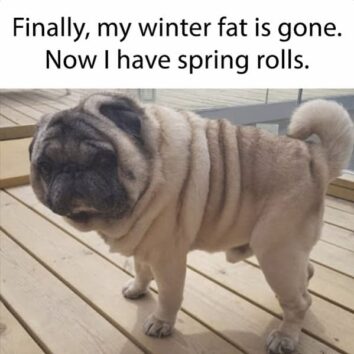 Spring Has Sprung And So Have The Spring Memes (25 Memes)