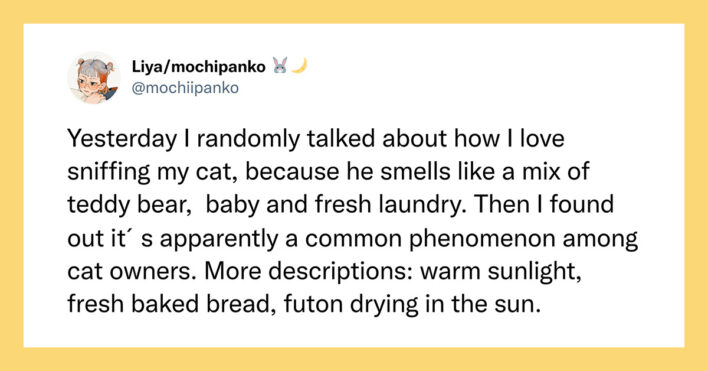 Viral Thread Showcases Cats Smelling Like People's Favorite Things, A ...