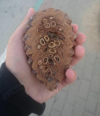 50 Fascinating Pictures Of The Secret Insides Of Everyday Objects We'd ...