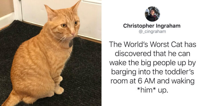 The Internet Debates Who Has The World's Worst Cat (22 Tweets)