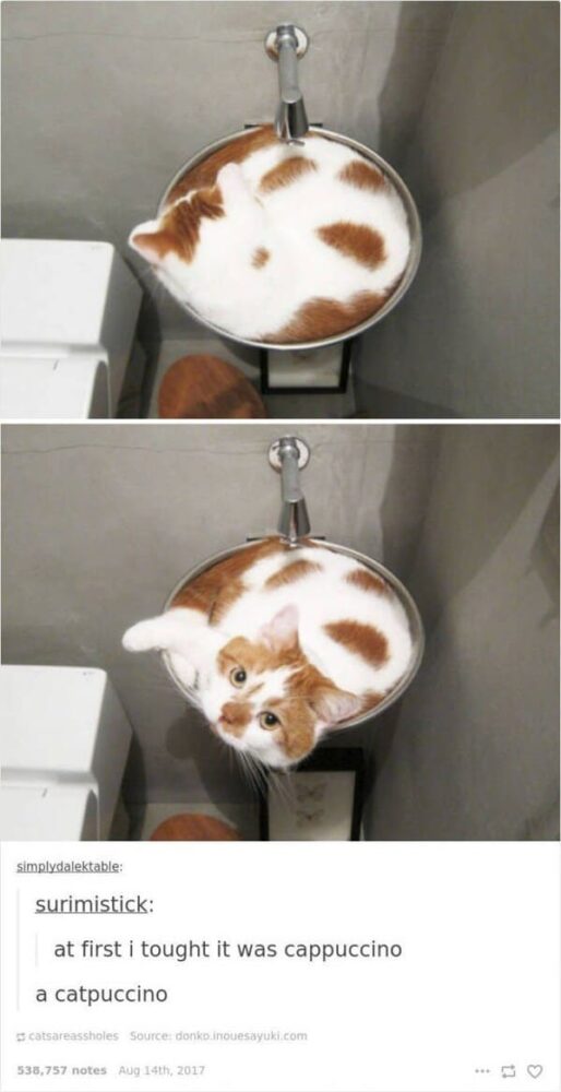 35 Funny Old-School Cat Tumblr Posts That'll Catapult You To The Past