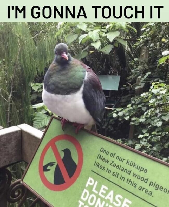 20 Funny Bird Memes That May Or May Not Ruffle Some Feathers