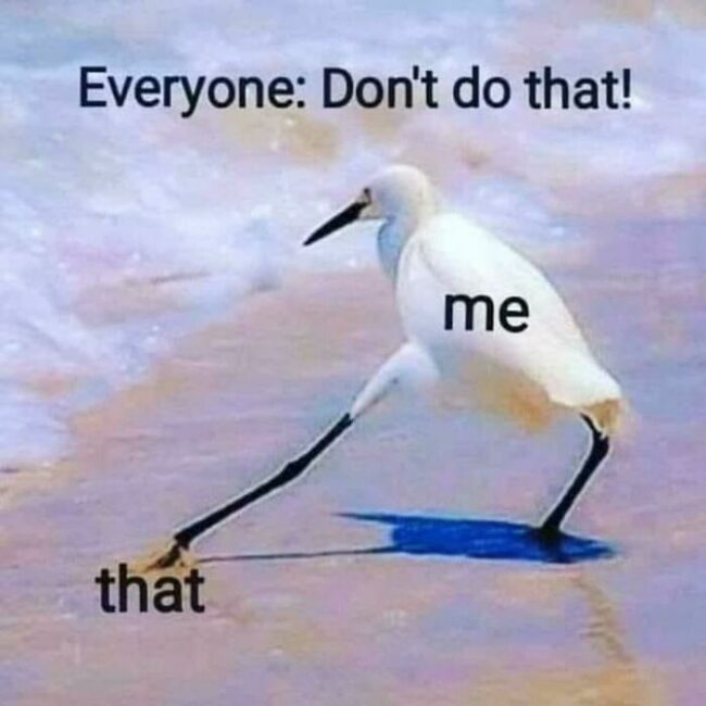 20 Funny Bird Memes That May Or May Not Ruffle Some Feathers