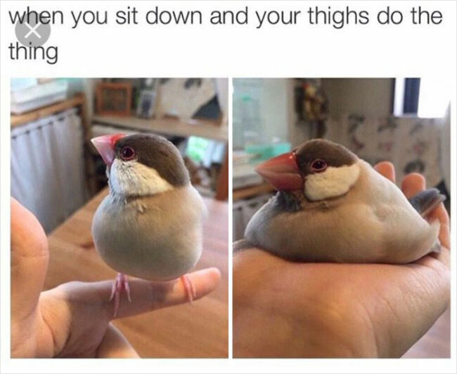 20 Funny Bird Memes That May Or May Not Ruffle Some Feathers
