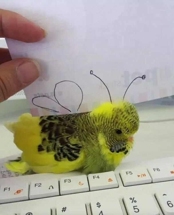 20 Funny Bird Memes That May Or May Not Ruffle Some Feathers