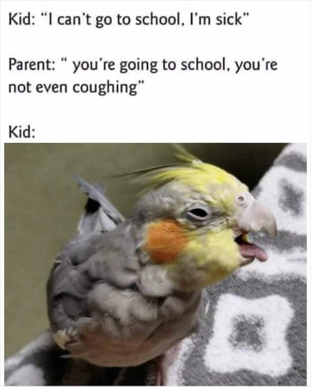 20 Funny Bird Memes That May Or May Not Ruffle Some Feathers