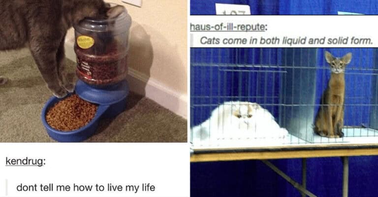 35 Funny Old-School Cat Tumblr Posts That'll Catapult You To The Past