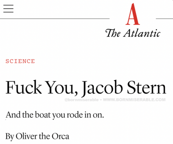 40 Funny Orca Attack Memes And Tweets We Should All Laugh At So They ...