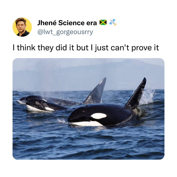 40 Funny Orca Attack Memes And Tweets We Should All Laugh At So They ...