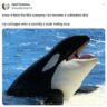 40 Funny Orca Attack Memes And Tweets We Should All Laugh At So They ...