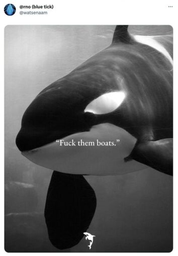 40 Funny Orca Attack Memes And Tweets We Should All Laugh At So They ...