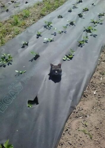 45 Funny Gardening Memes That Require Zero Watering For All You Green ...